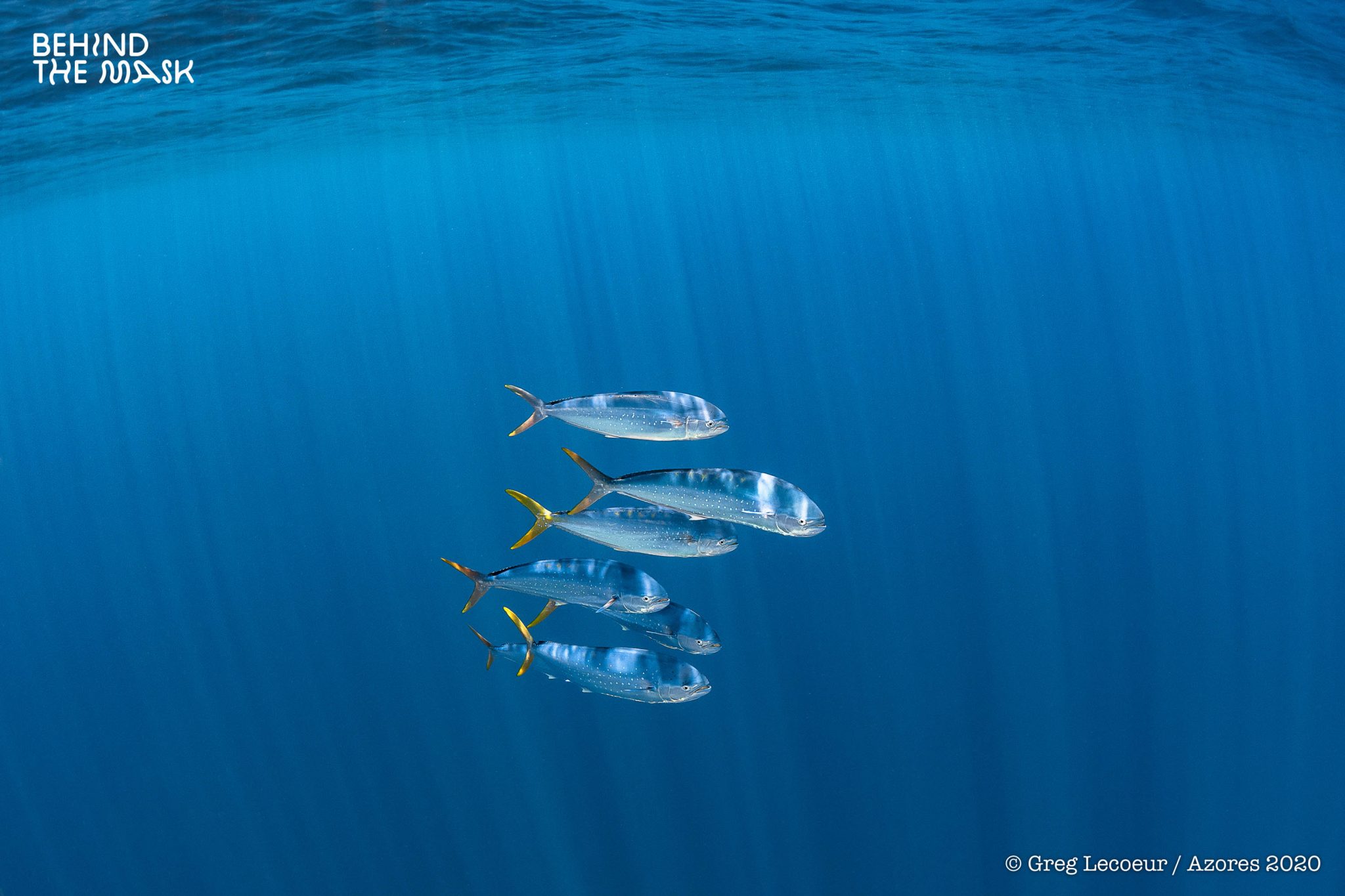 Freediving Azores Dive trip – 07/2025 - Behind the Mask