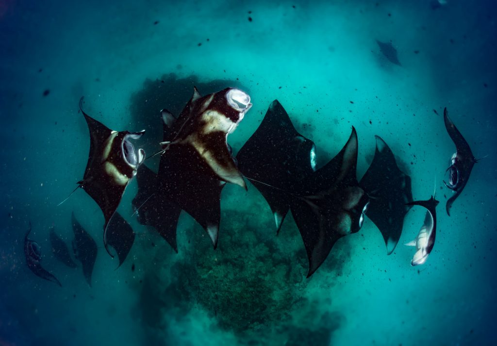Peter's Birthday Bash: 11 nights Maldives Deep South – 02/2026 - Behind ...