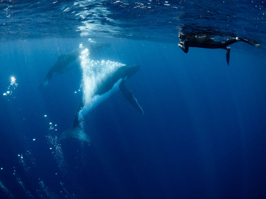 Niue Whale Wonders II – 08-09/2025 - Behind the Mask