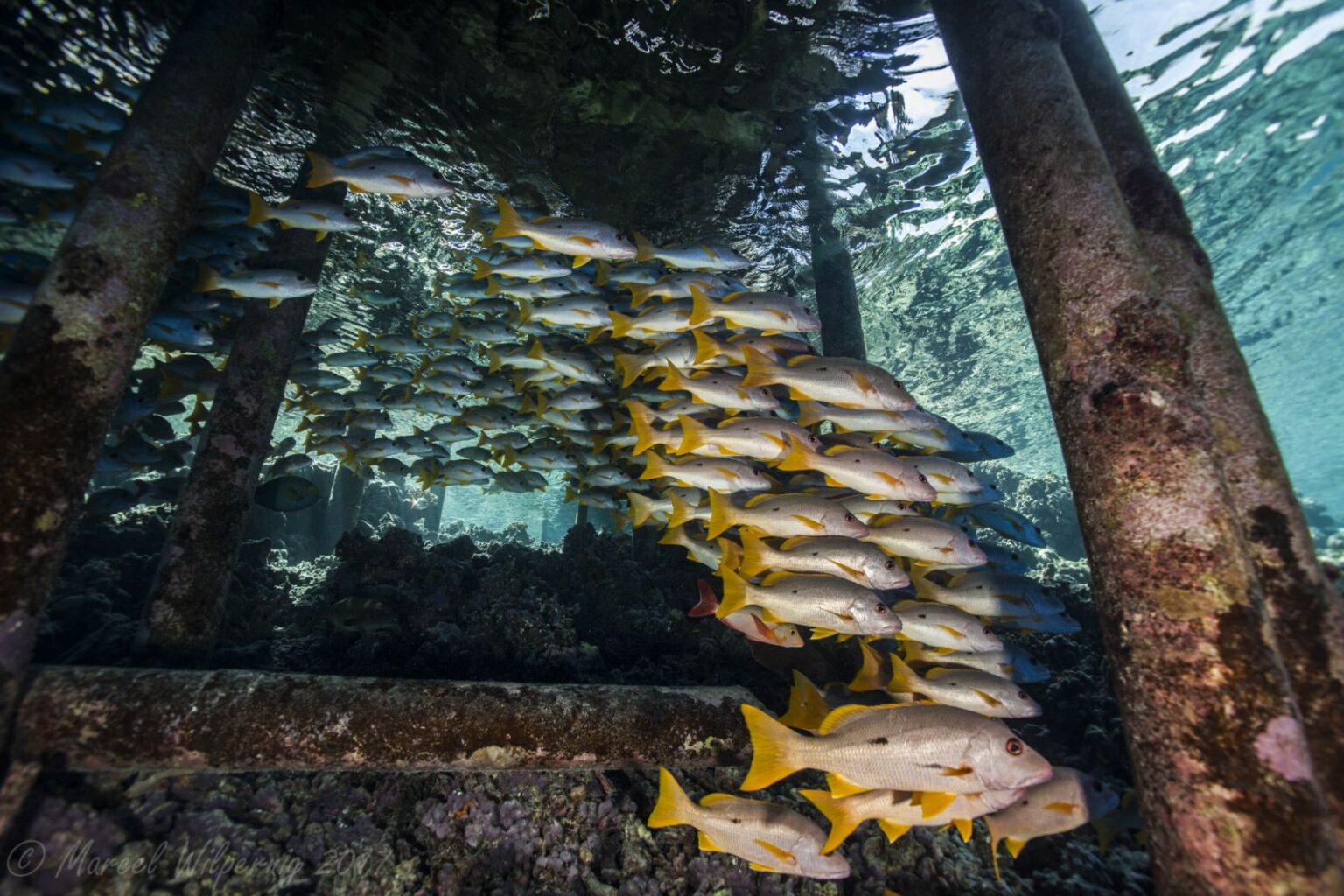 French Polynesia - Grouper Spawning June 2028 - Behind the Mask