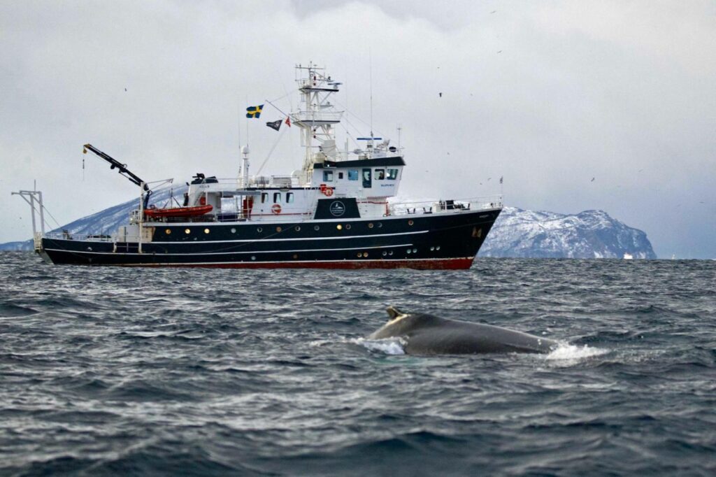 Orca Norway - Kinfish 2026 - Behind the Mask