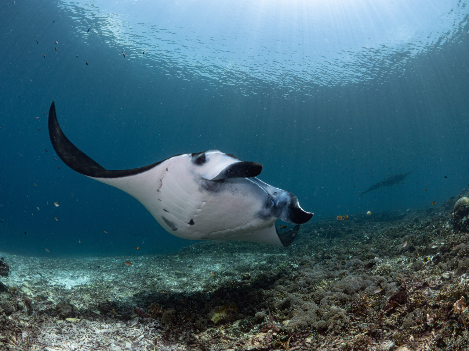 Trip 1: Komodo to Sumbawa - Peter Apr 2027 - Behind the Mask